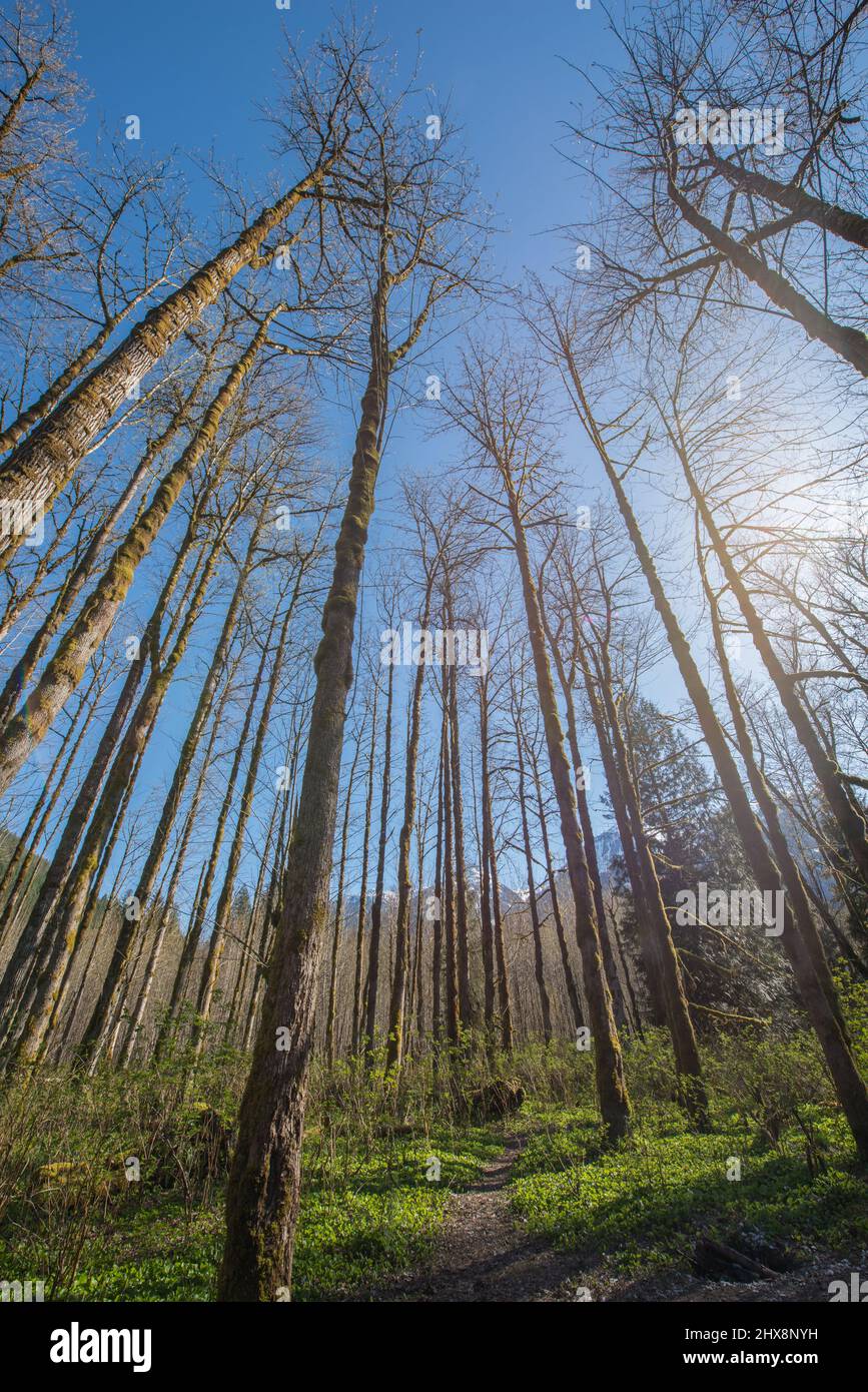 Walking path in a forest of trees without leaves, with mountains in the ...