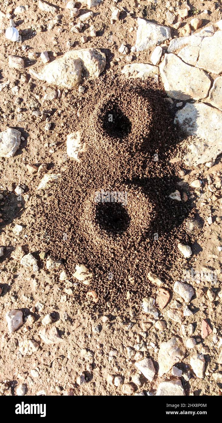 Perfect holes in the ground made by snails when the lay eggs Stock ...