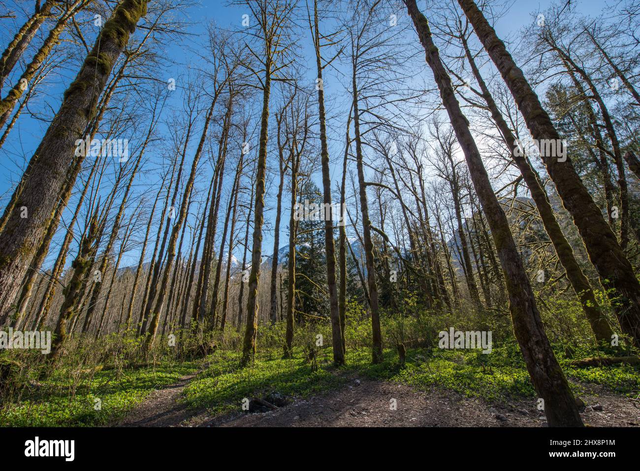 Walking path in a forest of trees without leaves, with mountains in the ...