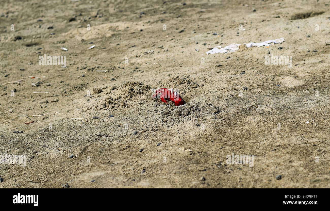 Red ghost crab digging hole at Sonadia Island, Kutubjom Union ...