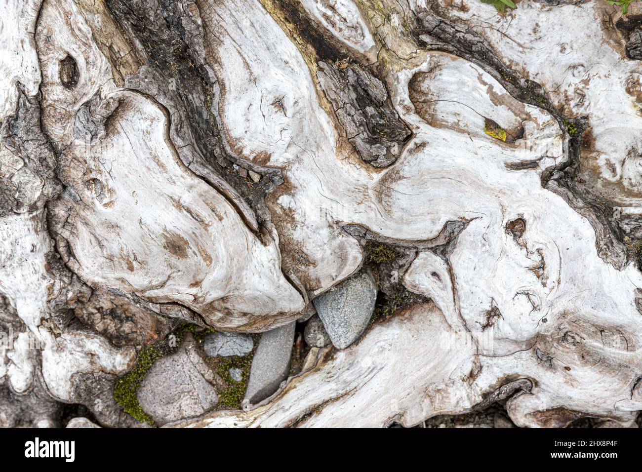 Gnarled tree trunks hi-res stock photography and images - Alamy
