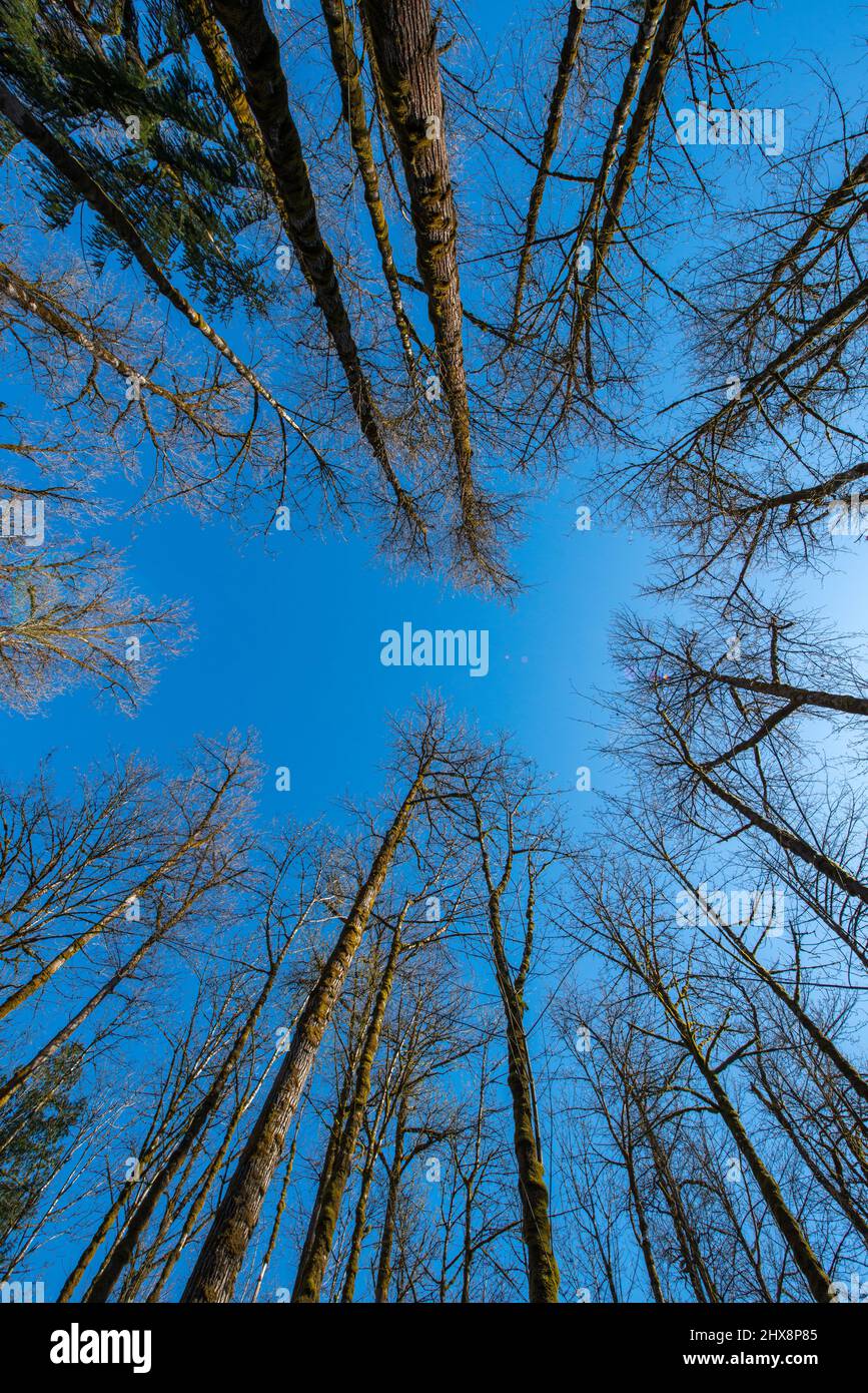 Reach up. Looking up towards a bright blue sky in a forest of trees ...