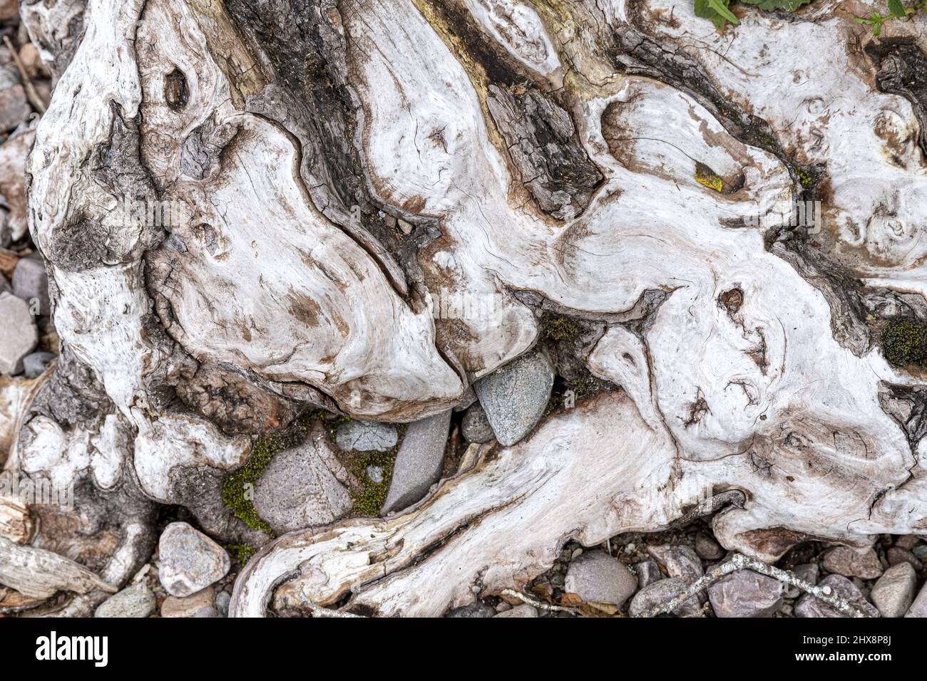 Gnarled tree trunks hi-res stock photography and images - Alamy