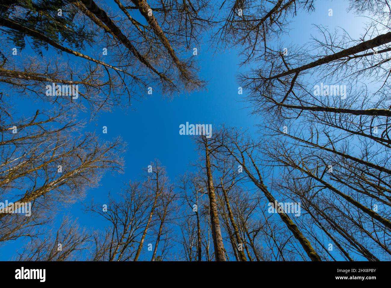 Reach up. Looking up towards a bright blue sky in a forest of trees ...