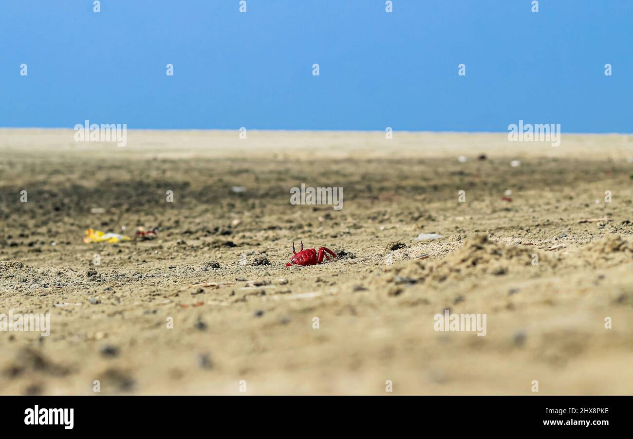 Red ghost crab digging hole at Sonadia Island, Kutubjom Union ...