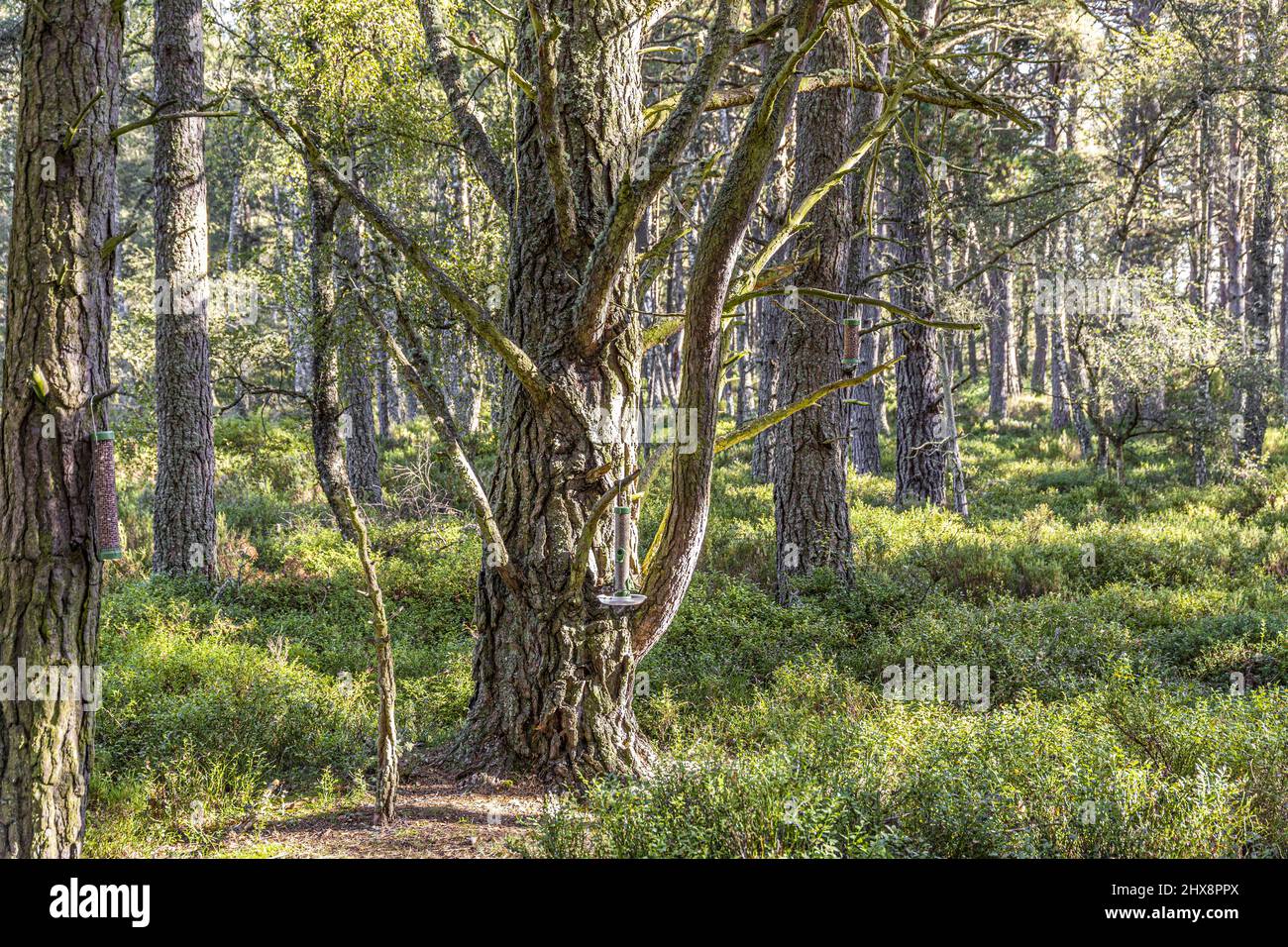 Pinus sylvestris pretty scenic scotland tree hi-res stock photography ...