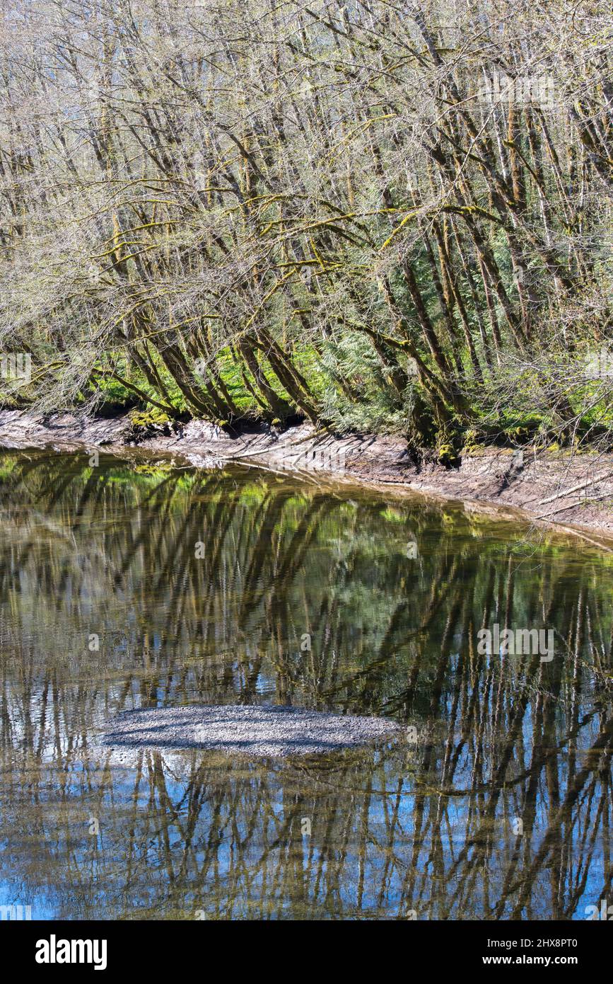 Trees without leaves reflecting on calm river Stock Photo - Alamy