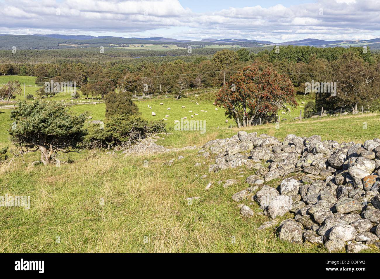 A view north towards Loch Garten from Tulloch near Aundorach in the ...