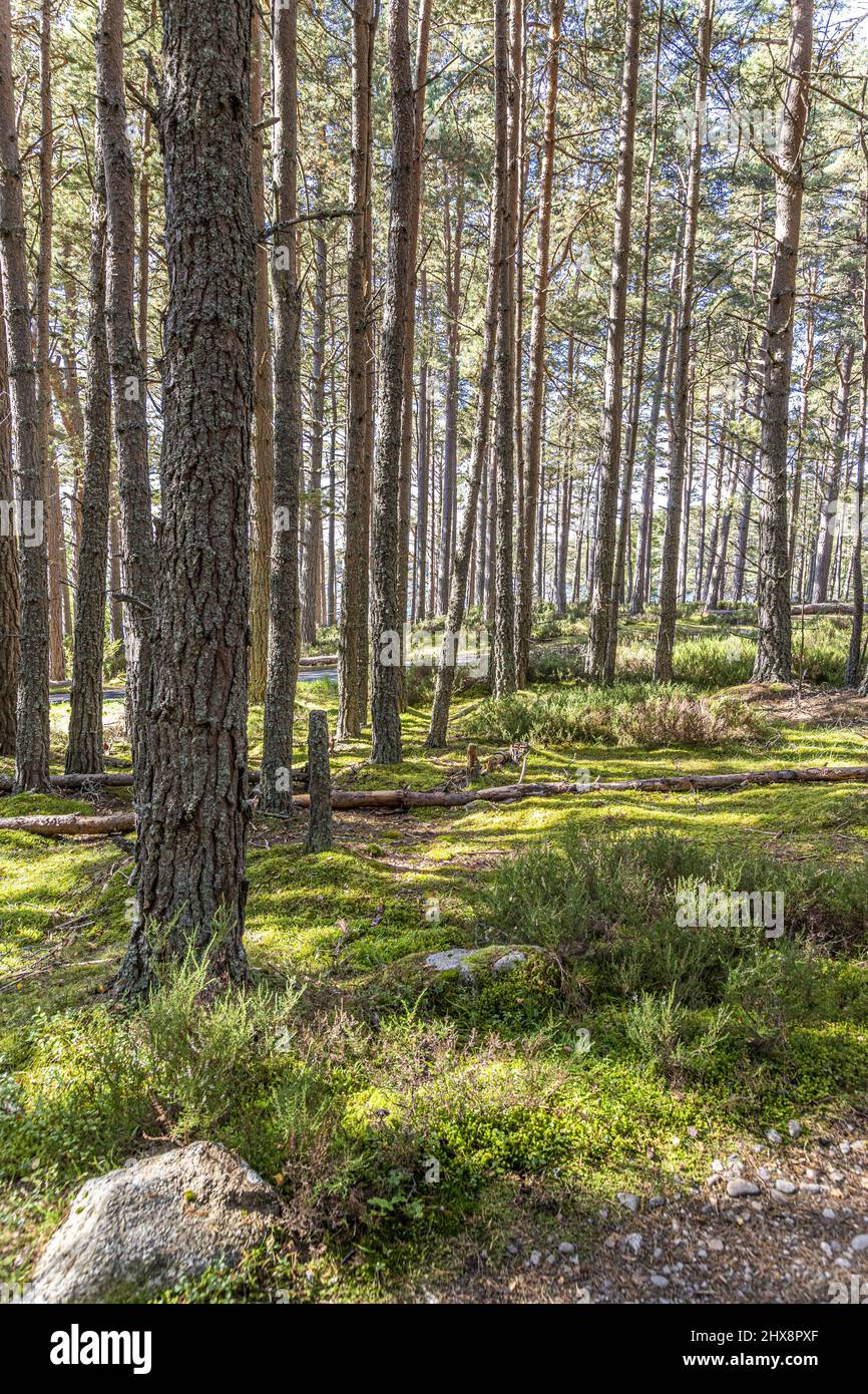 Mature Scots Pine trees in the Abernethy National Nature Reserve on the ...