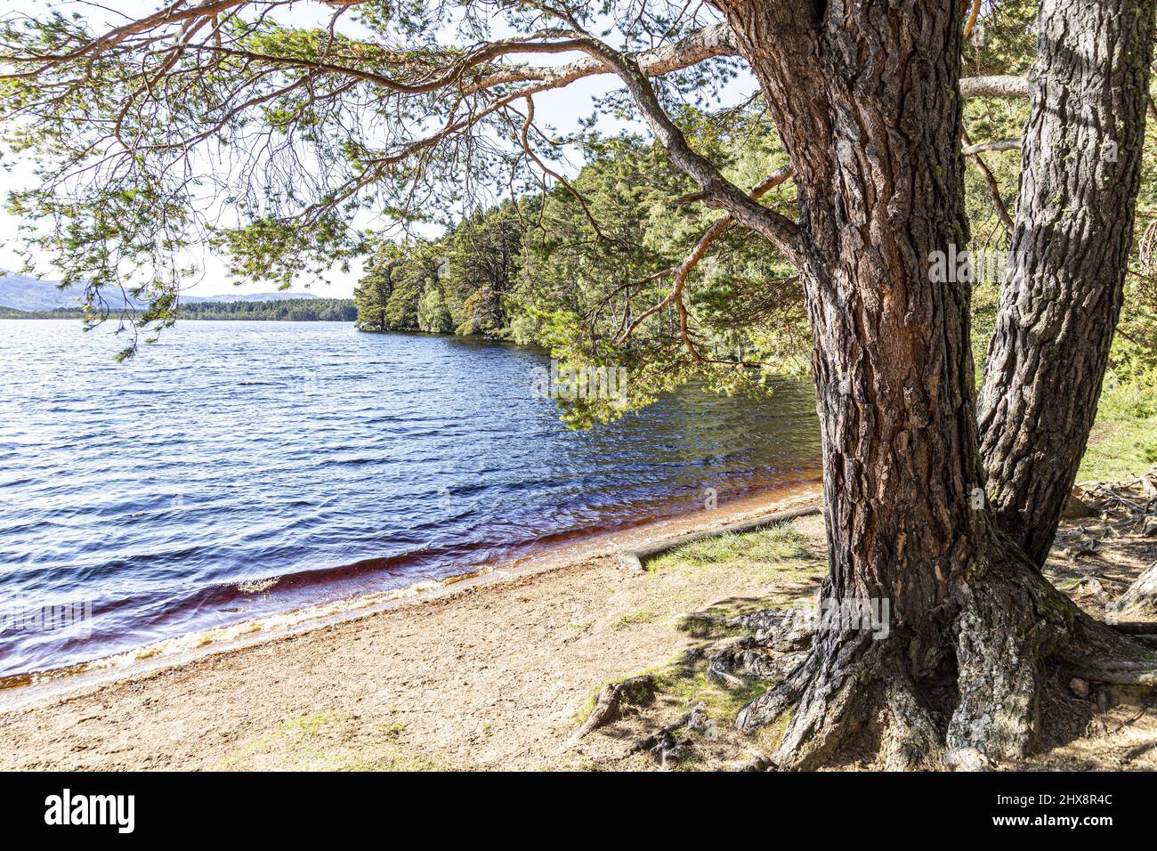 Mature Scots Pine trees in the Abernethy National Nature Reserve on the ...