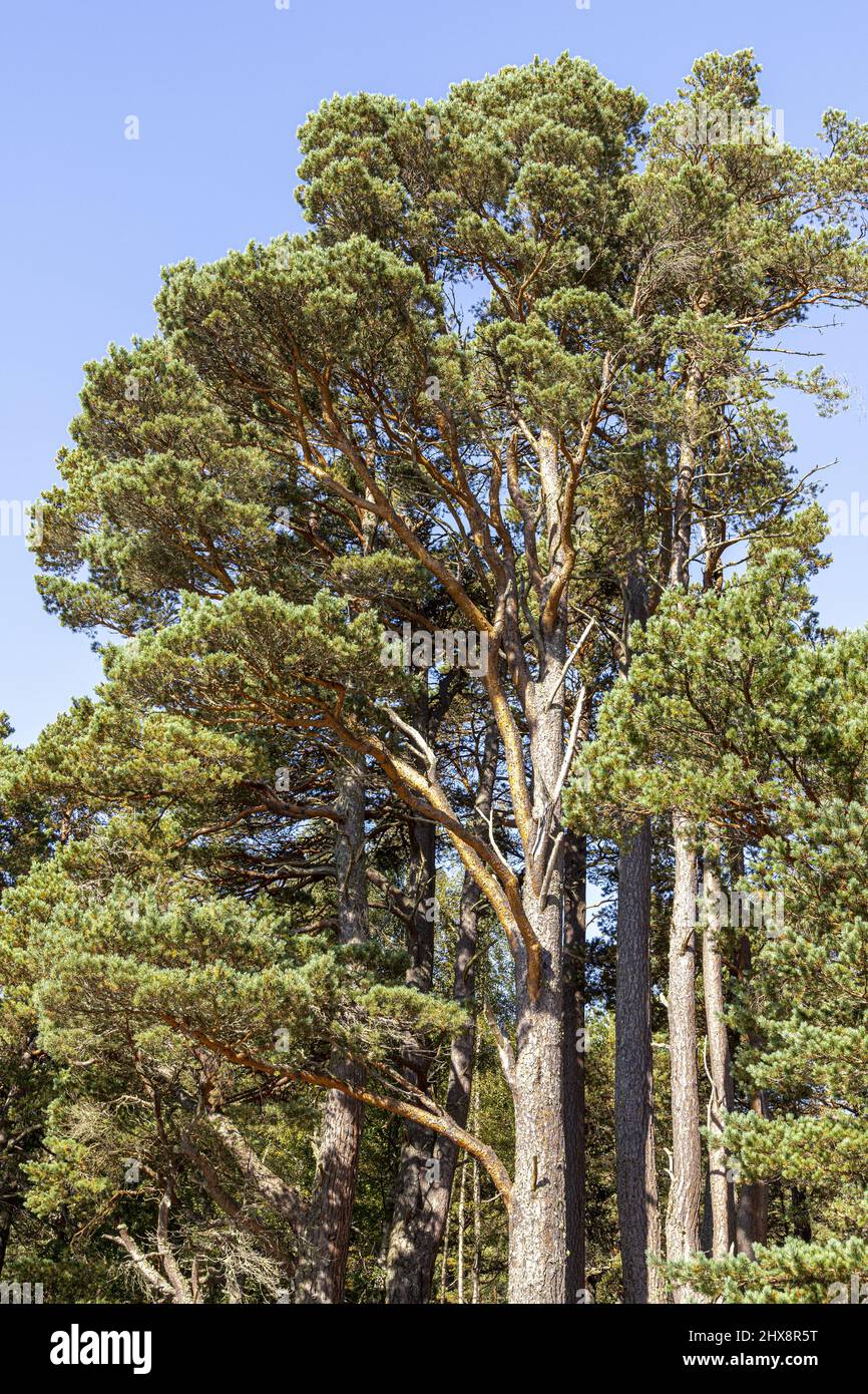 Mature Scots Pine trees in the Abernethy National Nature Reserve on the ...