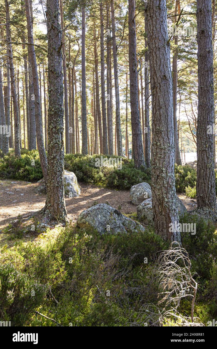 Scots Pine trees in the Abernethy National Nature Reserve on the banks ...