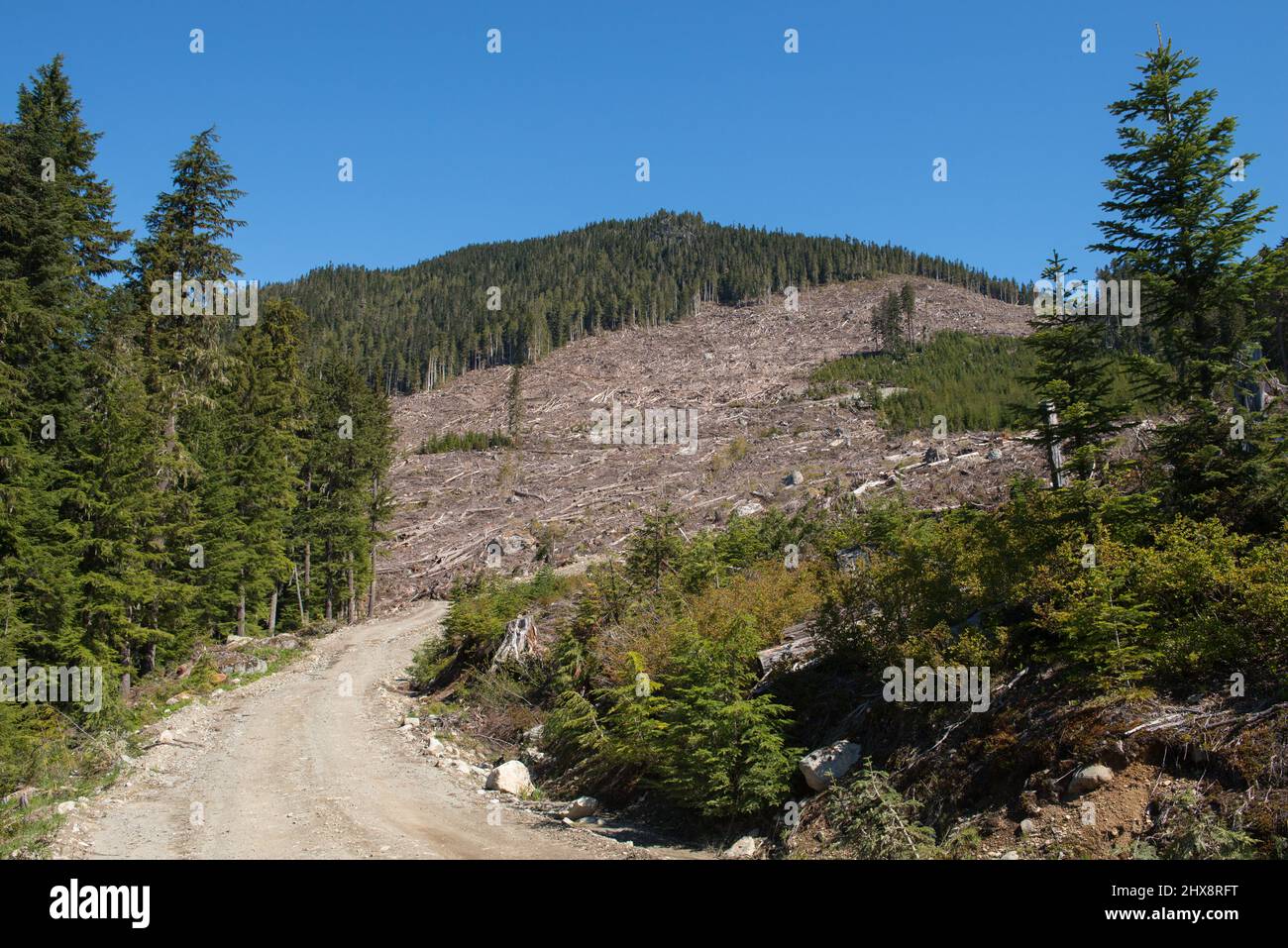 Forestry in british columbia hi-res stock photography and images - Alamy