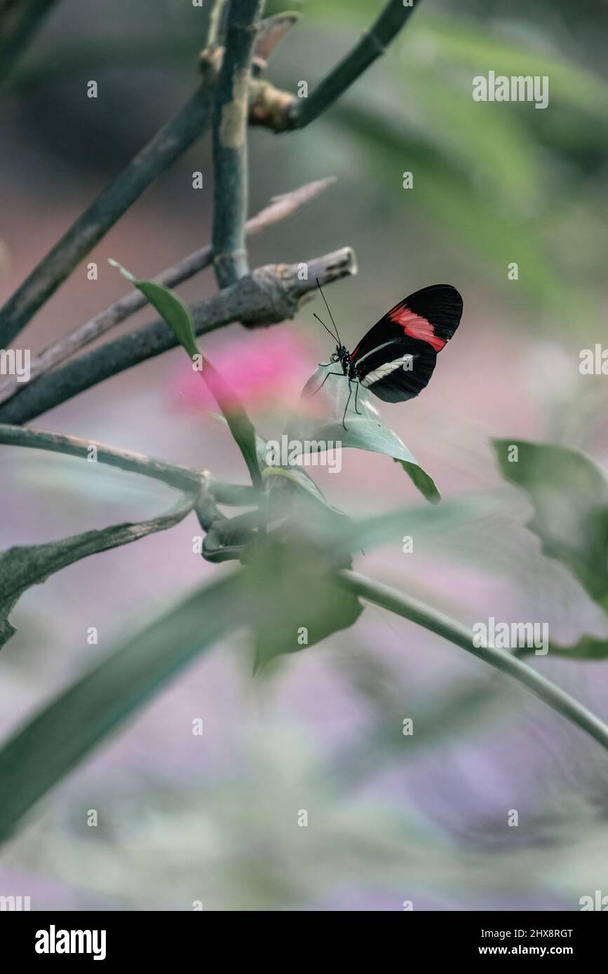 Heliconius erato small postman butterfly red passion flower butterfly ...