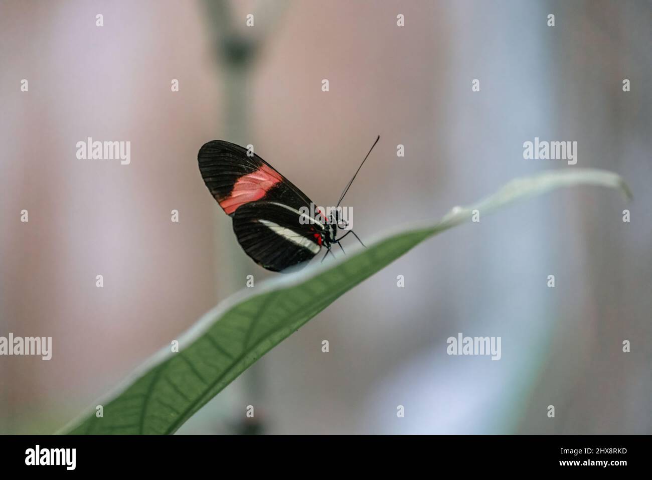 Heliconius erato small postman butterfly red passion flower butterfly ...