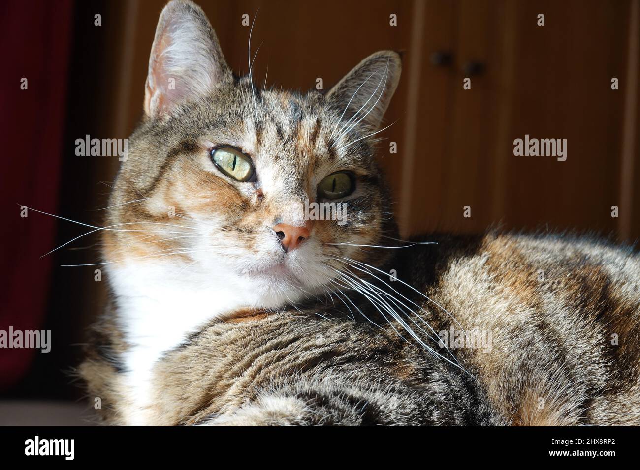 Tabby dsh hi-res stock photography and images - Alamy