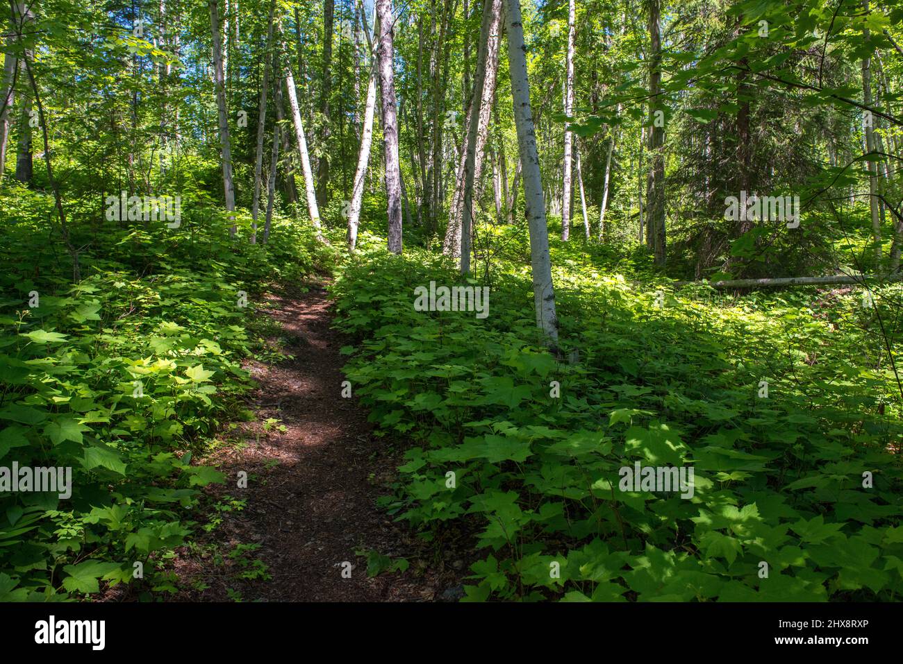 Path in forest in summertime. British Columbia, Canada Stock Photo - Alamy