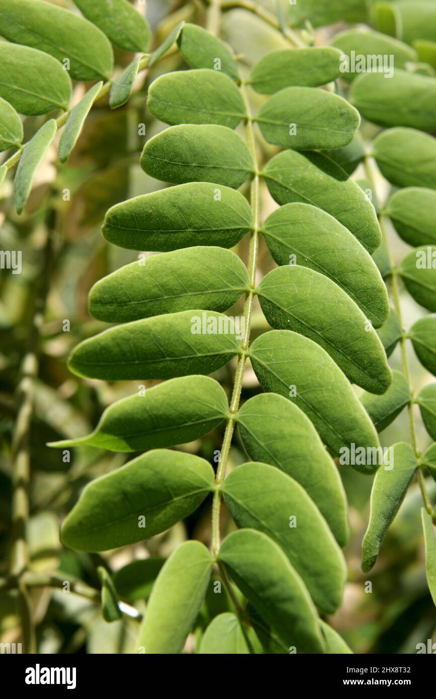 The green leaf of fern in a garden, Egypt Stock Photo - Alamy