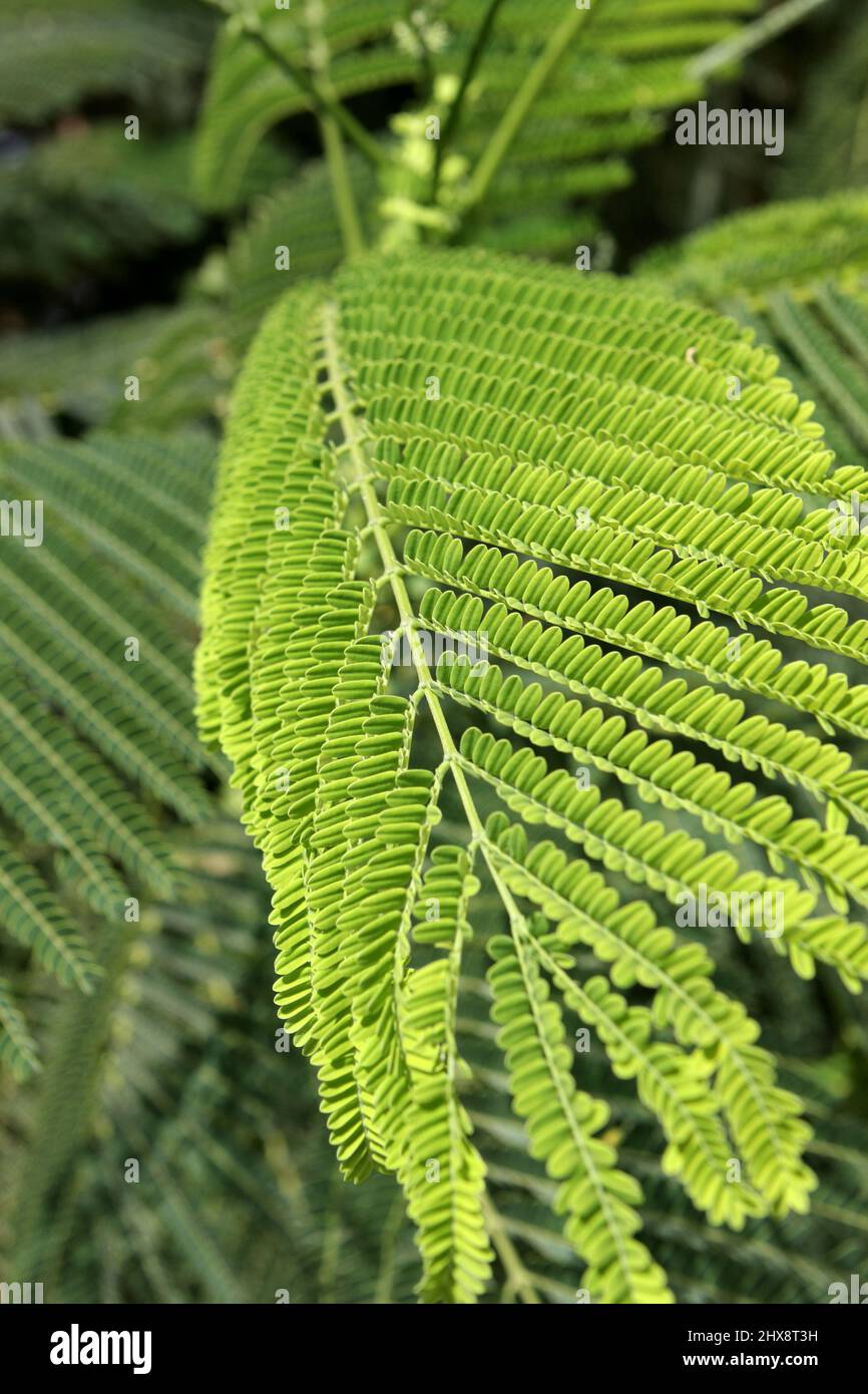 The sunny green leaf of fern, Egypt Stock Photo - Alamy