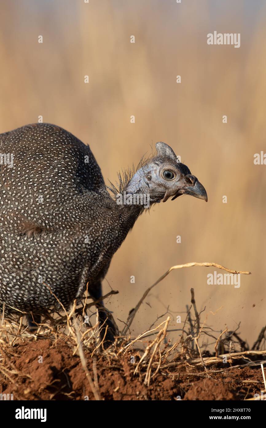 Foraging sub-adult Helmeted Guineafowl, Kruger National Park Stock ...