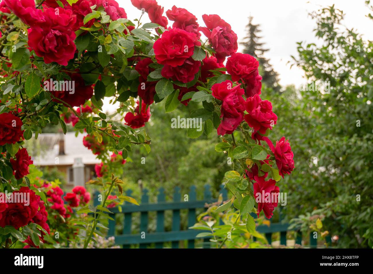 Blooming bush of red climbing roses in the garden Stock Photo - Alamy