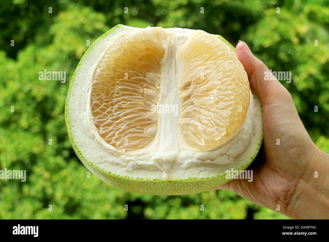 Hand Holding a Peeled Fresh Ripe Pomelo Fruit against Blurry Green ...