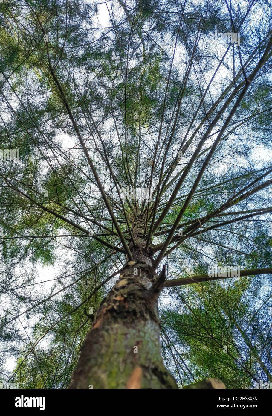 A low angle shot of a tree in the sunlight in the forest. Tree in blue ...