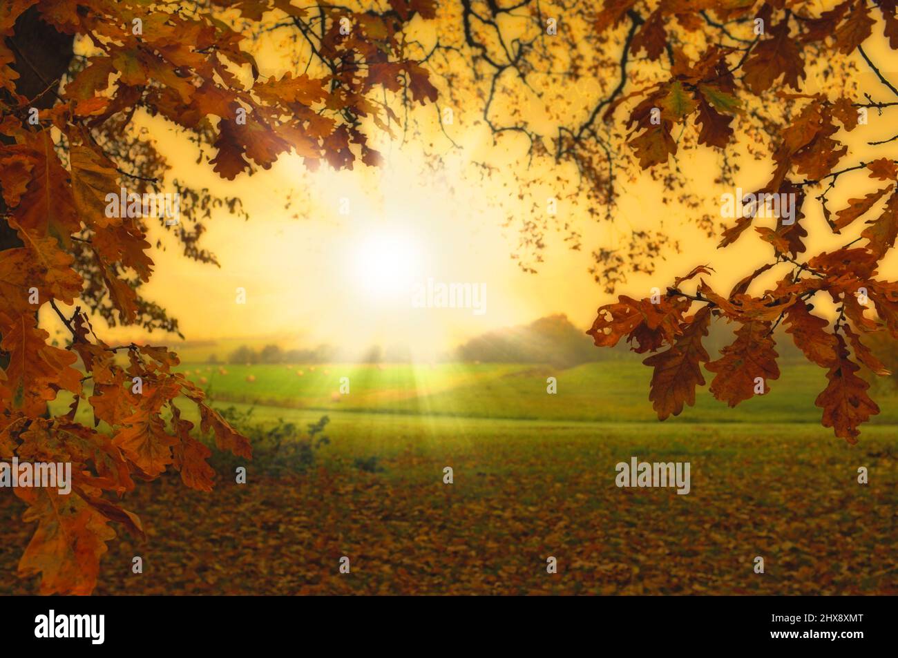 Autumn in the colors of autumn. A photo of trees an autumn morning ...