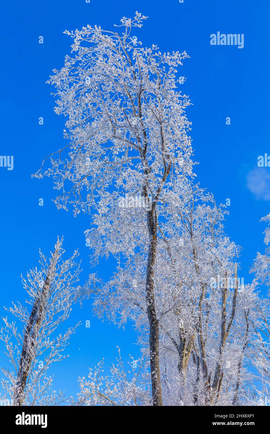 Trees covered with frost in the forest after a strong wind Stock Photo ...