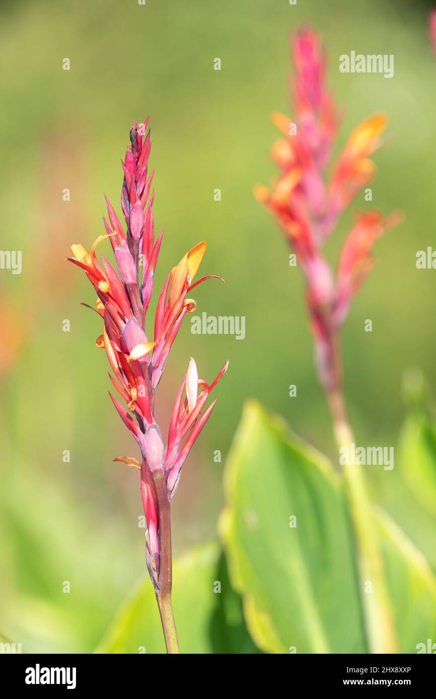 Close up of Indian shot (canna indica) flowers in bloom Stock Photo - Alamy
