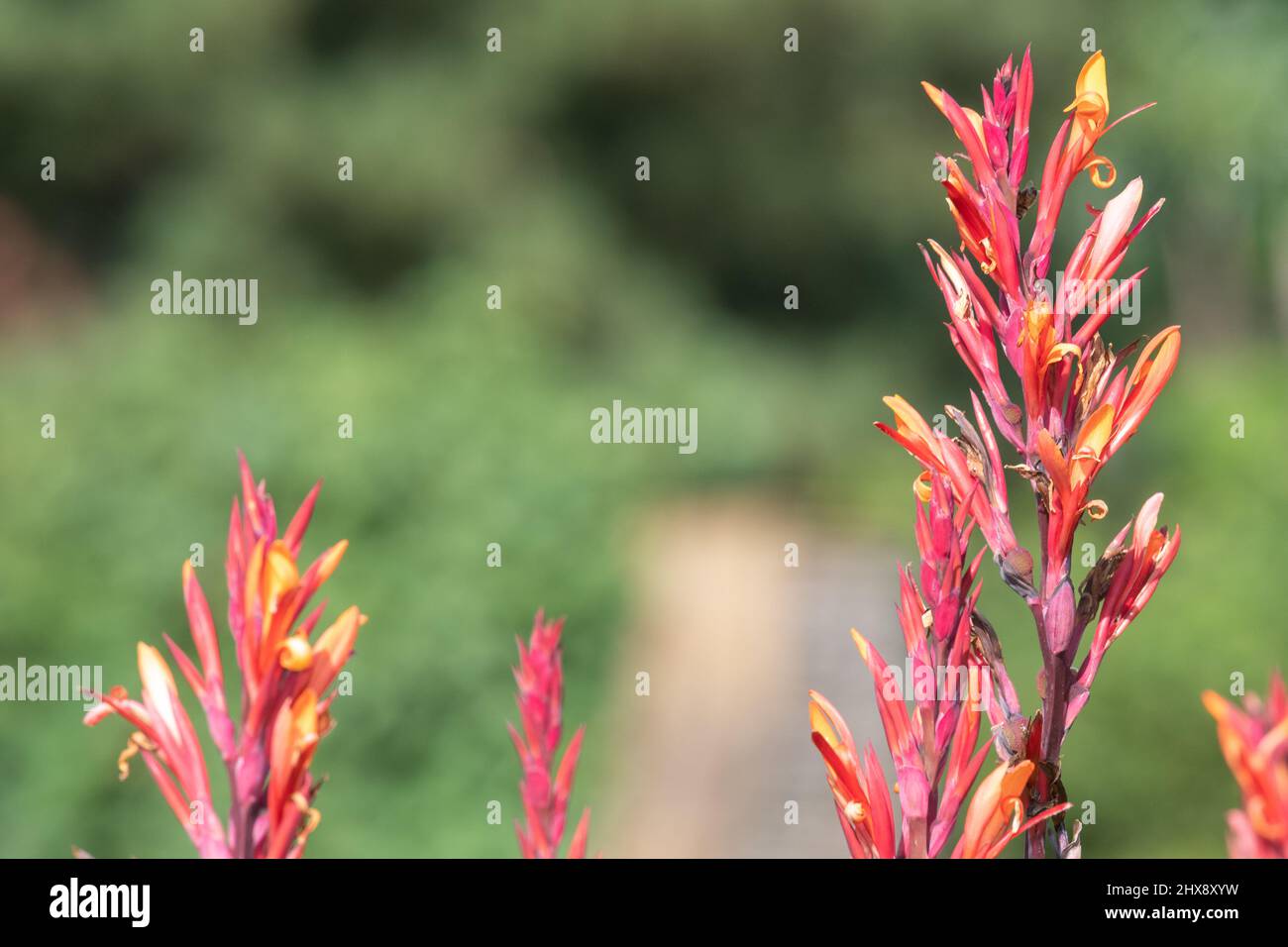Close up of Indian shot (canna indica) flowers in bloom Stock Photo - Alamy