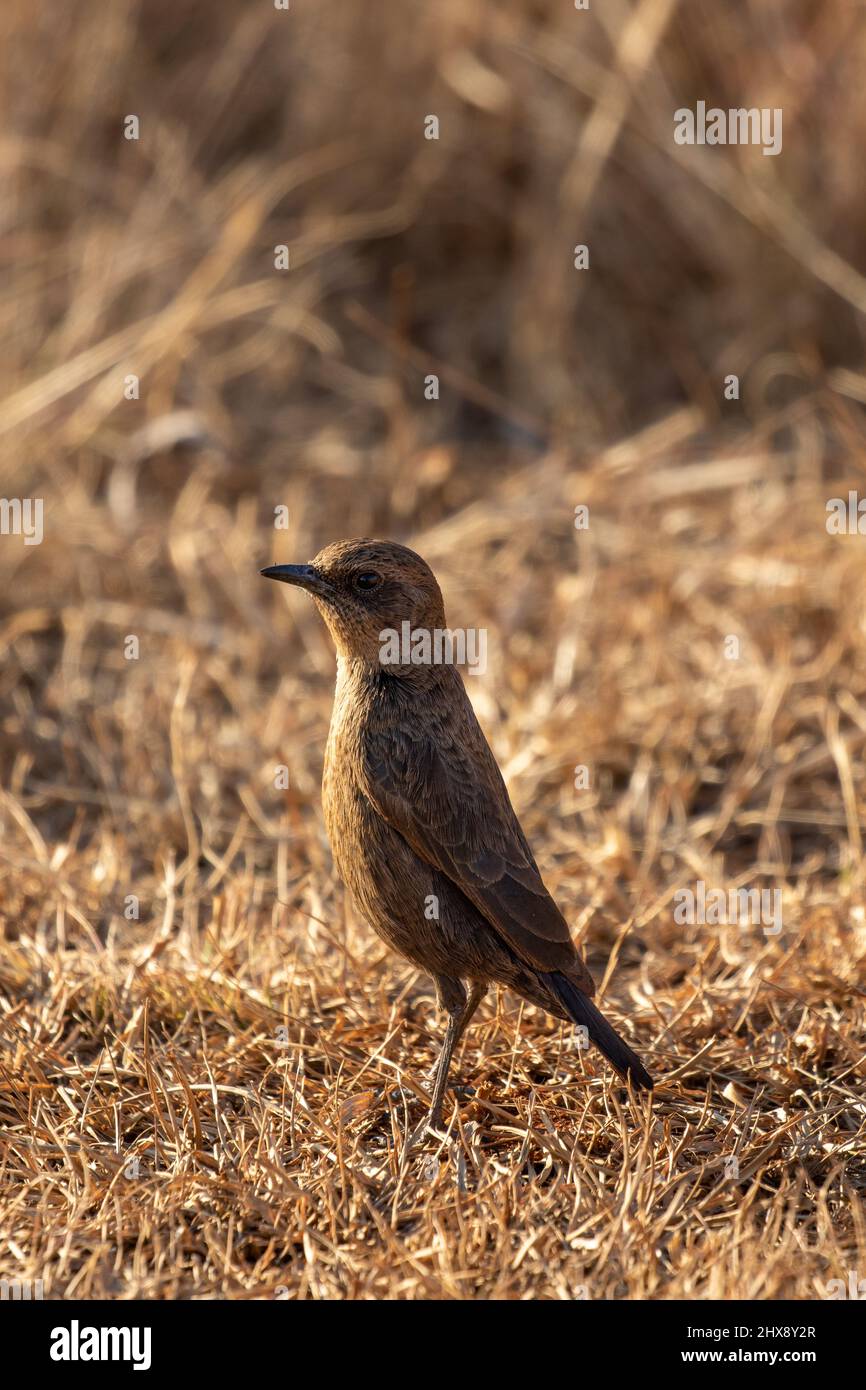 Ant-eating Chat, Addo Elephant National Park Stock Photo - Alamy