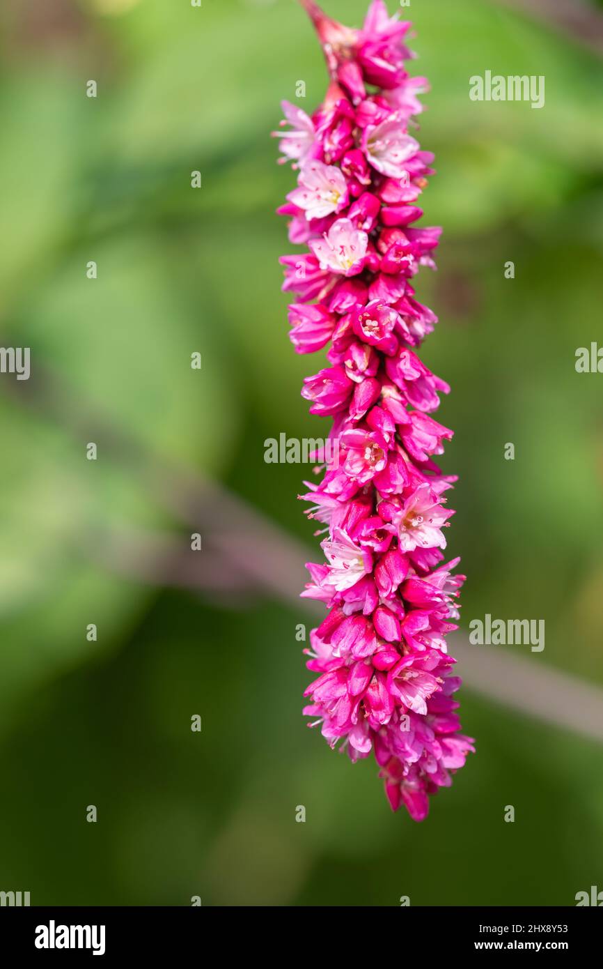 Close up of red bistort (bistorta amplexicaulis) flowers in bloom Stock ...
