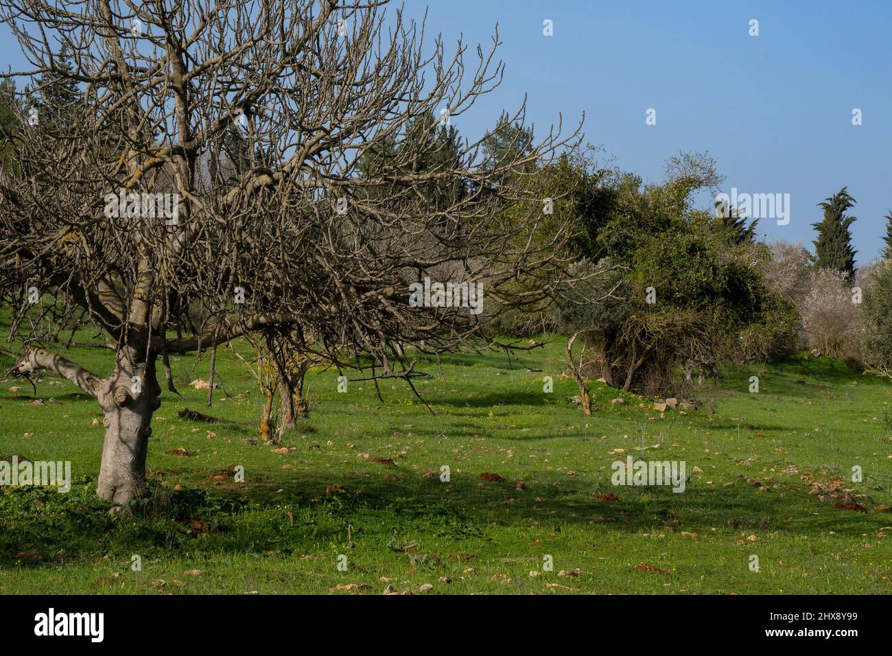 A fallow field in the Judea mountains, near Jerusalem, Israel, with ...