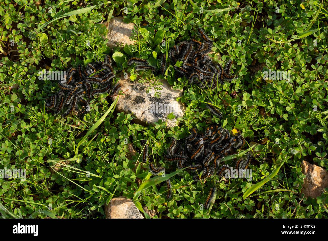 Caterpillars of Ocnogyna Loewii moth in a fallow field in Israel Stock ...