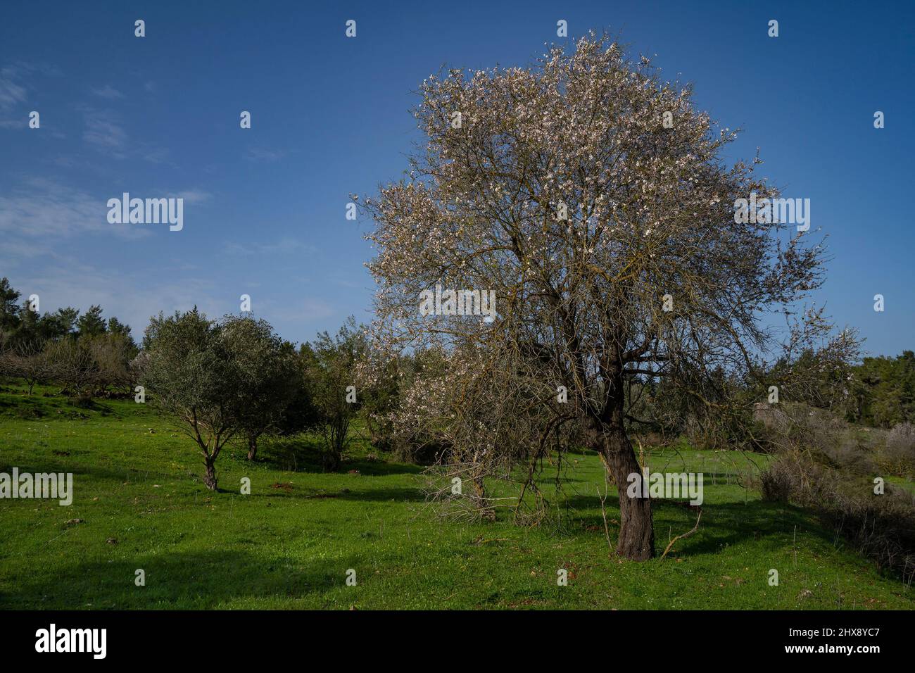 An old almond tree in bloom in an israeli fallow field in the Judea ...