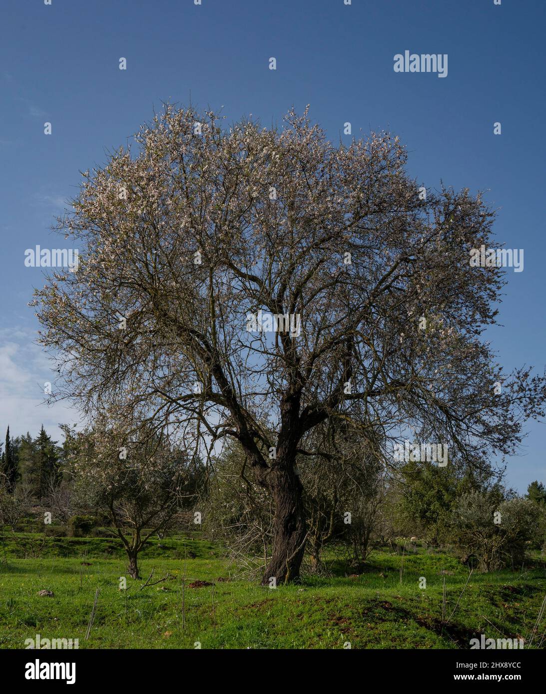 An old almond tree in bloom in an israeli fallow field in the Judea ...