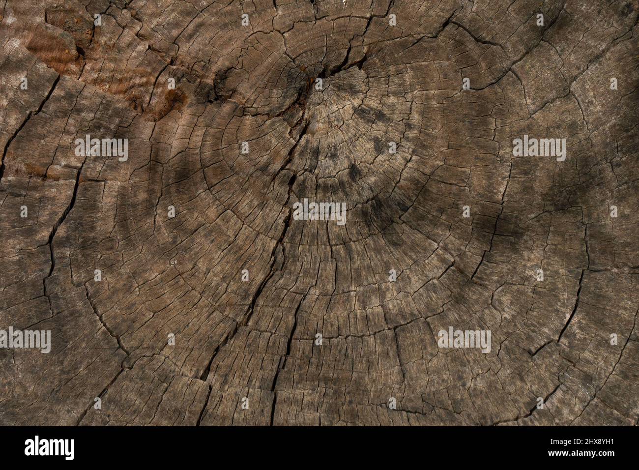 The cracked surface of a cut off dry tree trunk Stock Photo - Alamy