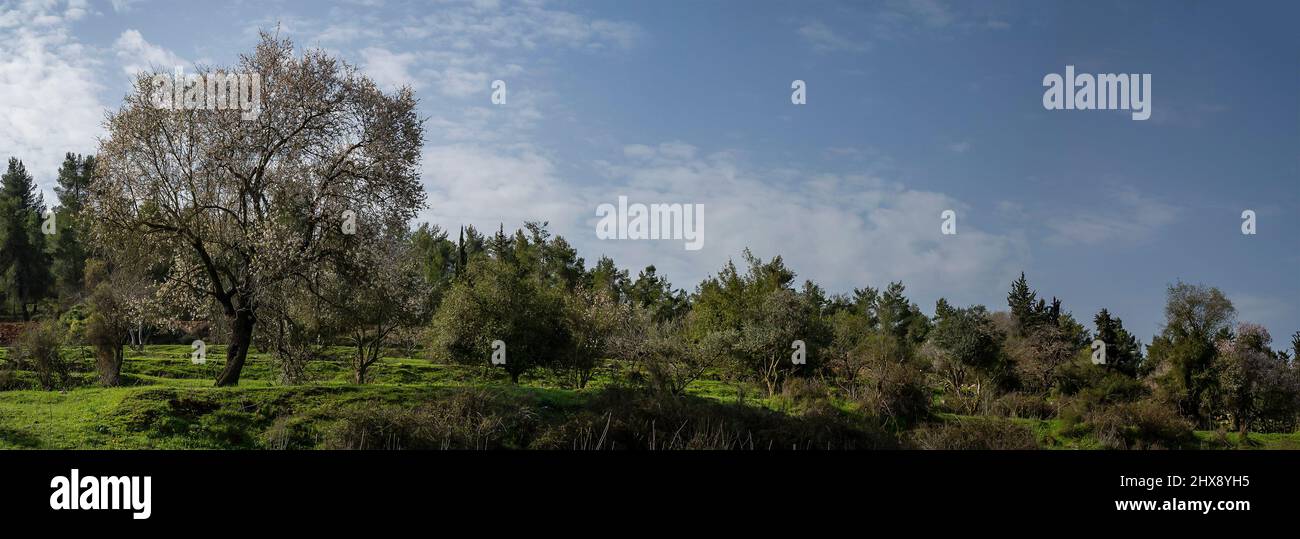 A landscape in the Judea mountains, near Jerusalem, Israel, with almond ...
