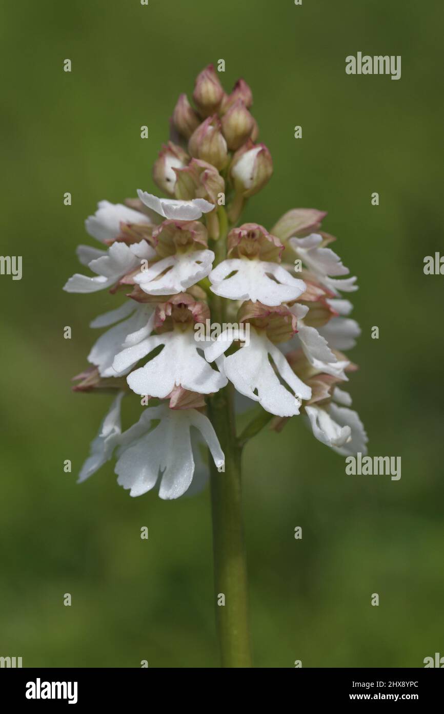 Alba lady hi-res stock photography and images - Alamy