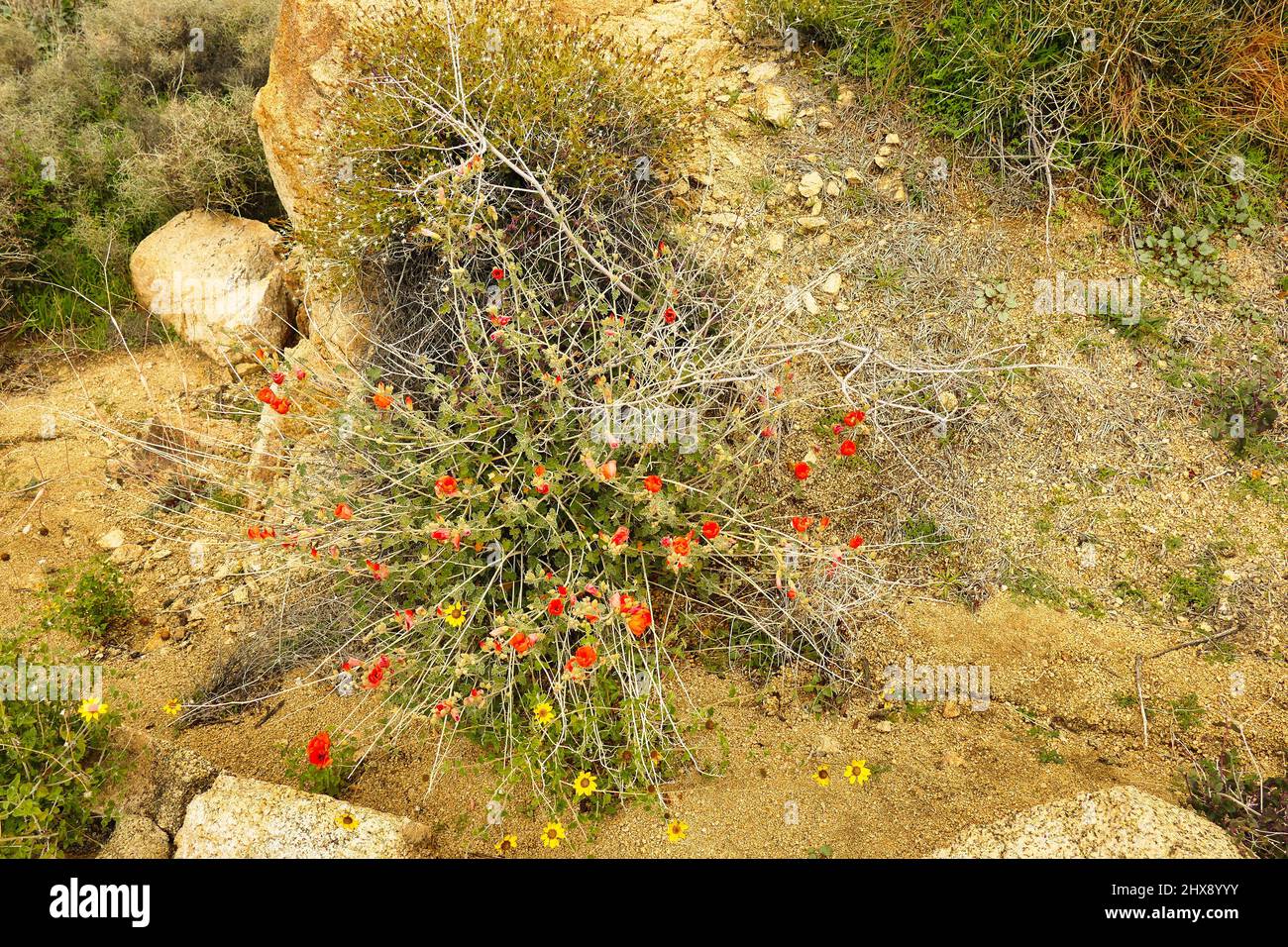 Desert globemallow (Sphaeralcea ambigua) in the rocky desert of Joshua ...