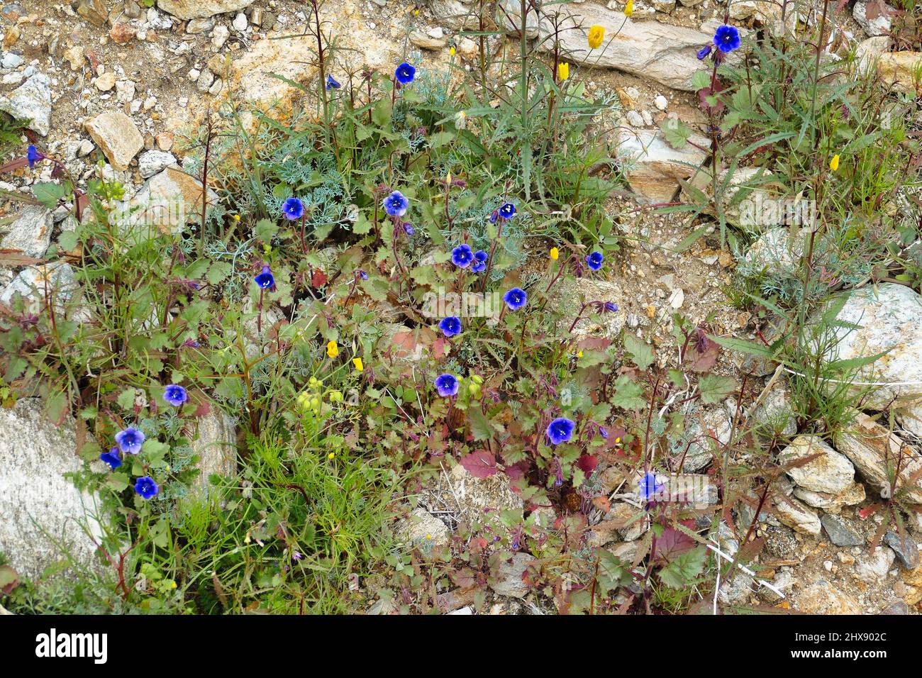Desert bluebell phacelia (Phacelia campanularia) in the Sonoran desert ...