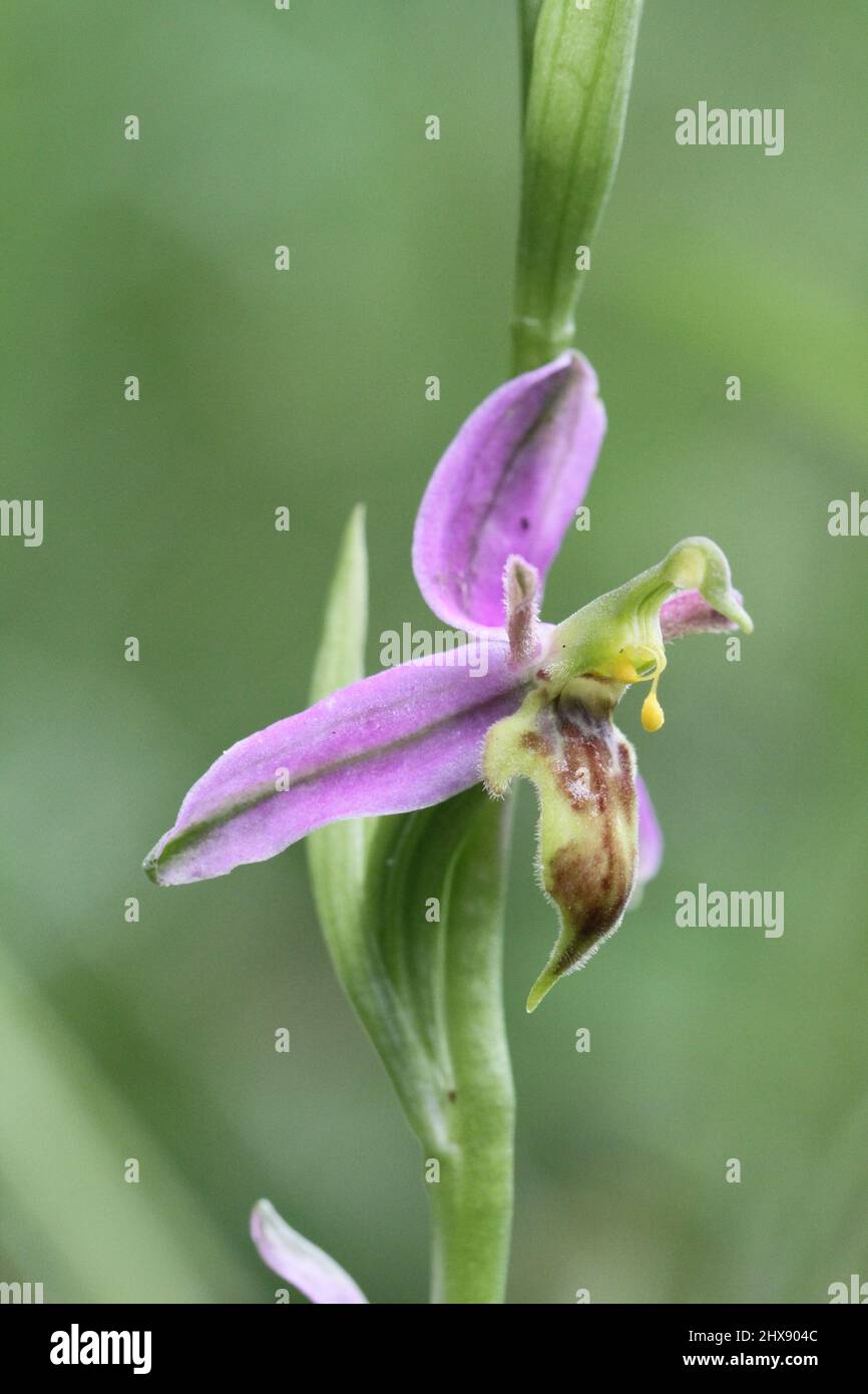Pollination european orchid hi-res stock photography and images - Alamy