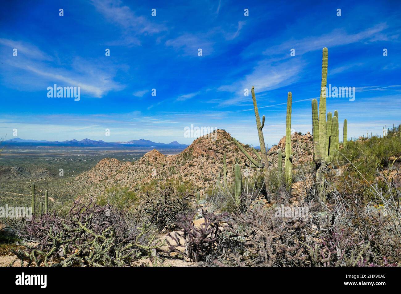 View from the western border of Saguaro National Park, in the Sonoran ...