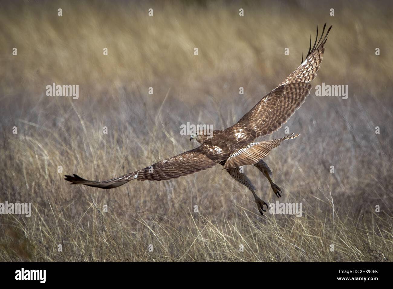 Large red tailed hawk hi-res stock photography and images - Alamy