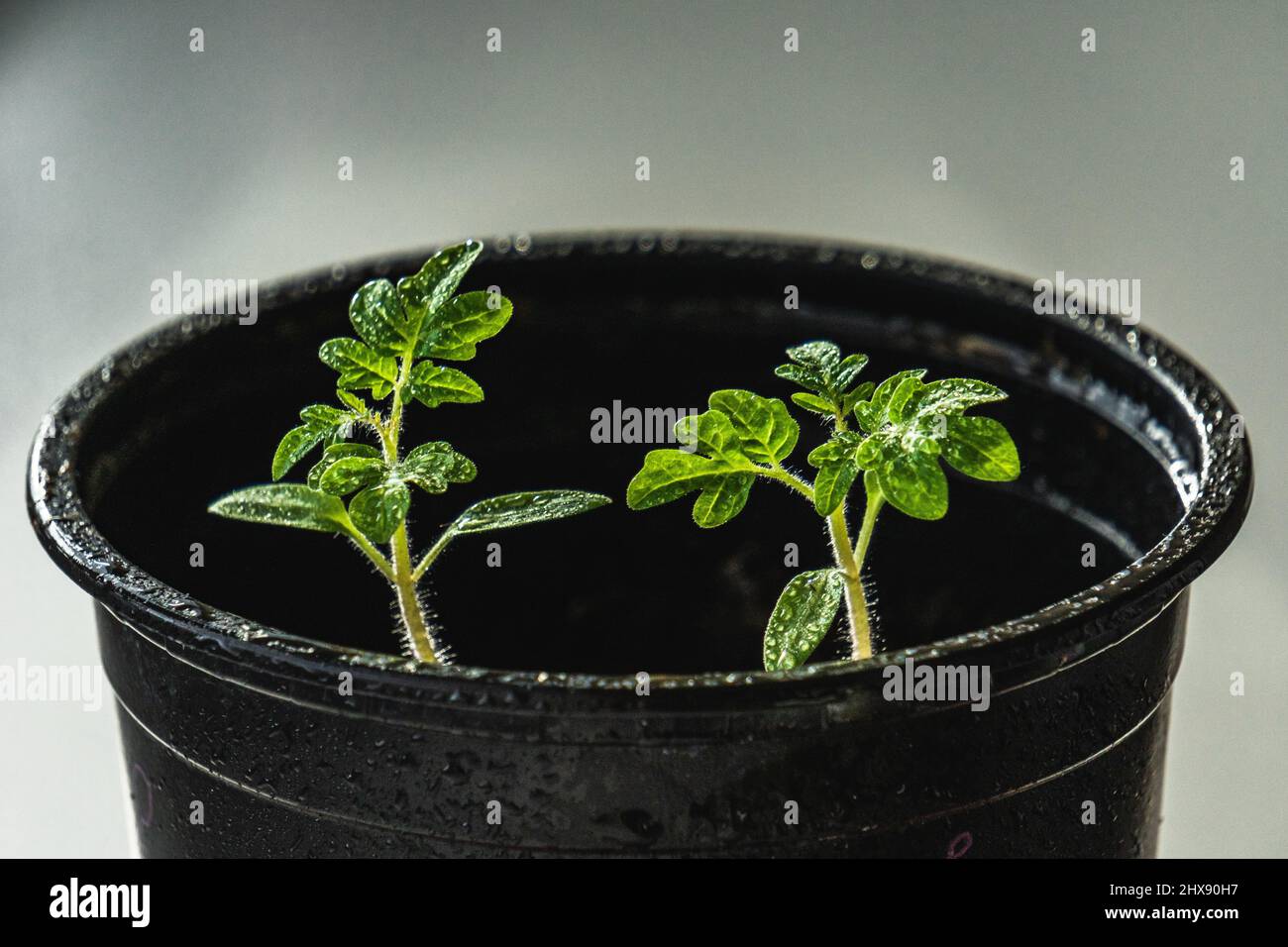close up of tomato sprouts in a black plastic container Stock Photo - Alamy