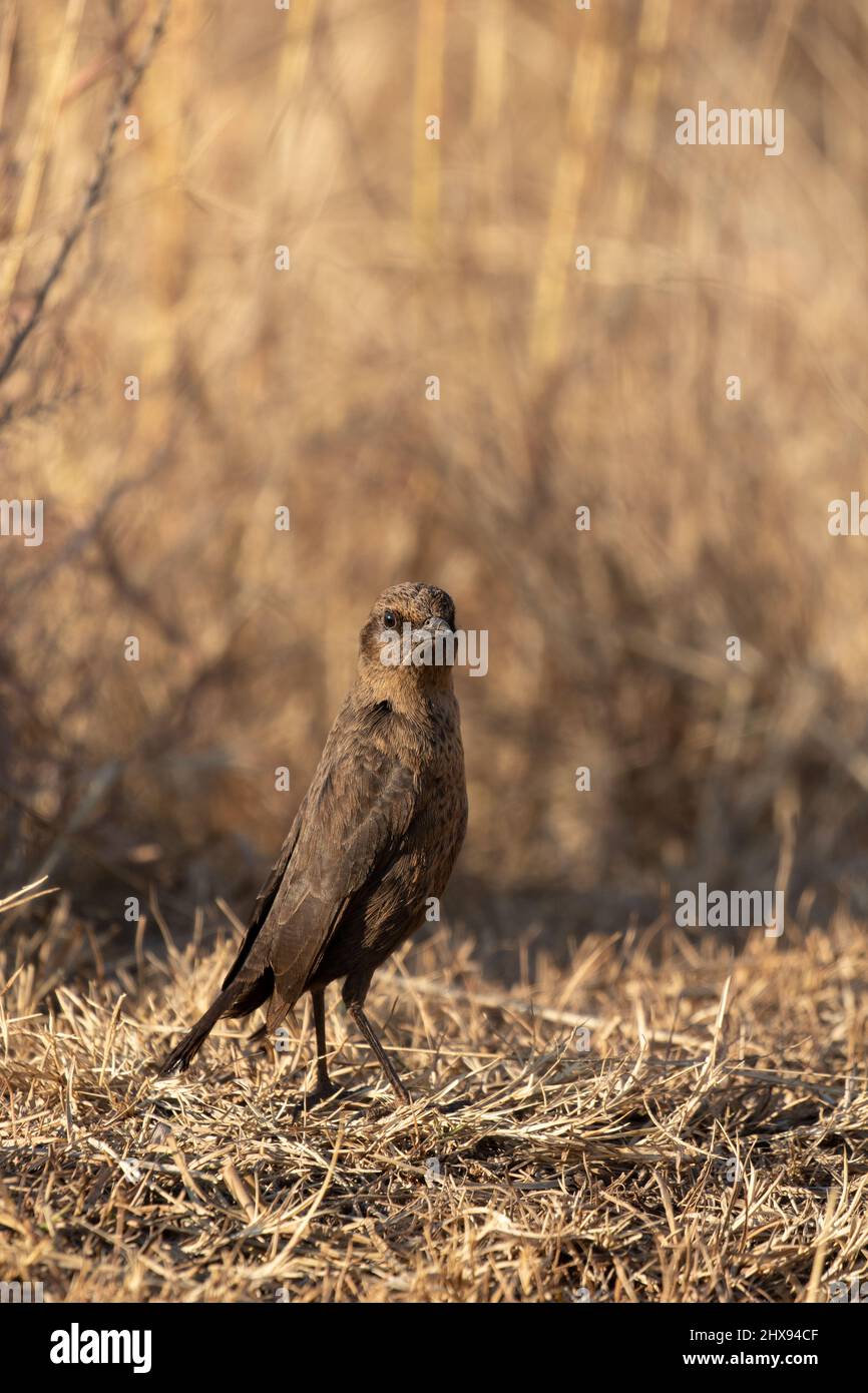 Ant-eating Chat, Addo Elephant National Park Stock Photo - Alamy