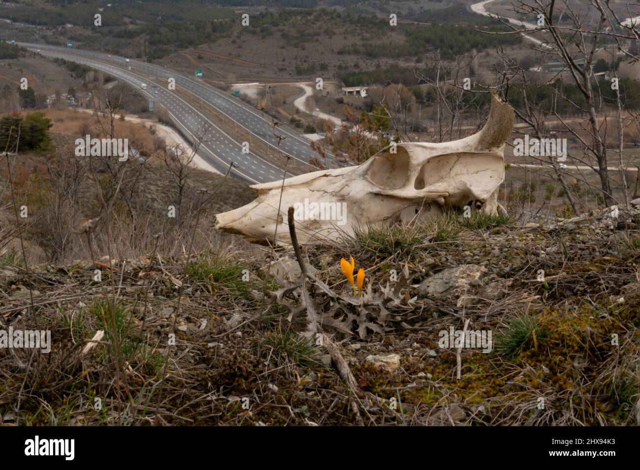 Dead cow skeleton bone bones hi-res stock photography and images - Alamy