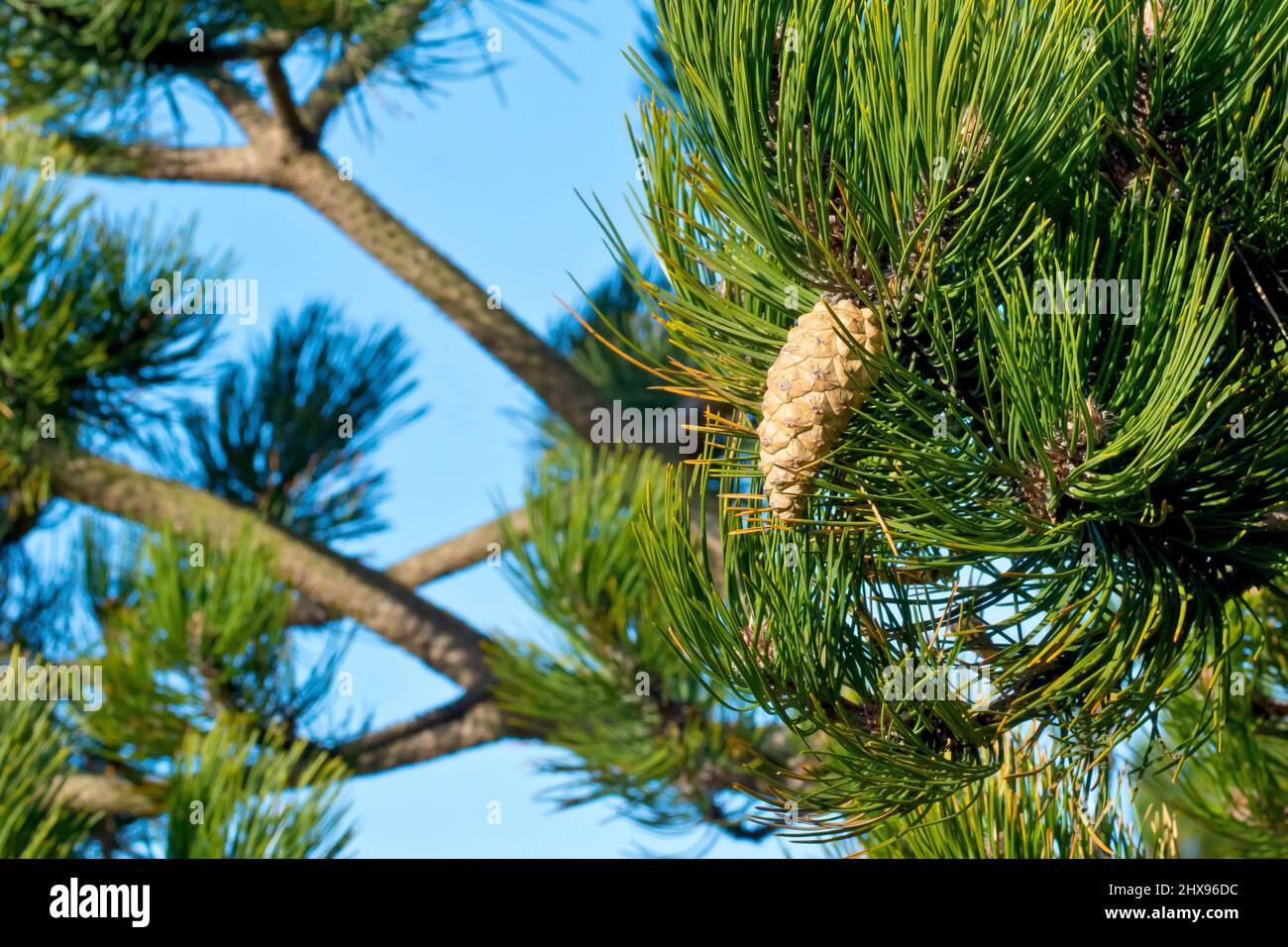 Black Pine (pinus nigra), close up of a tree showing the needles and a ...