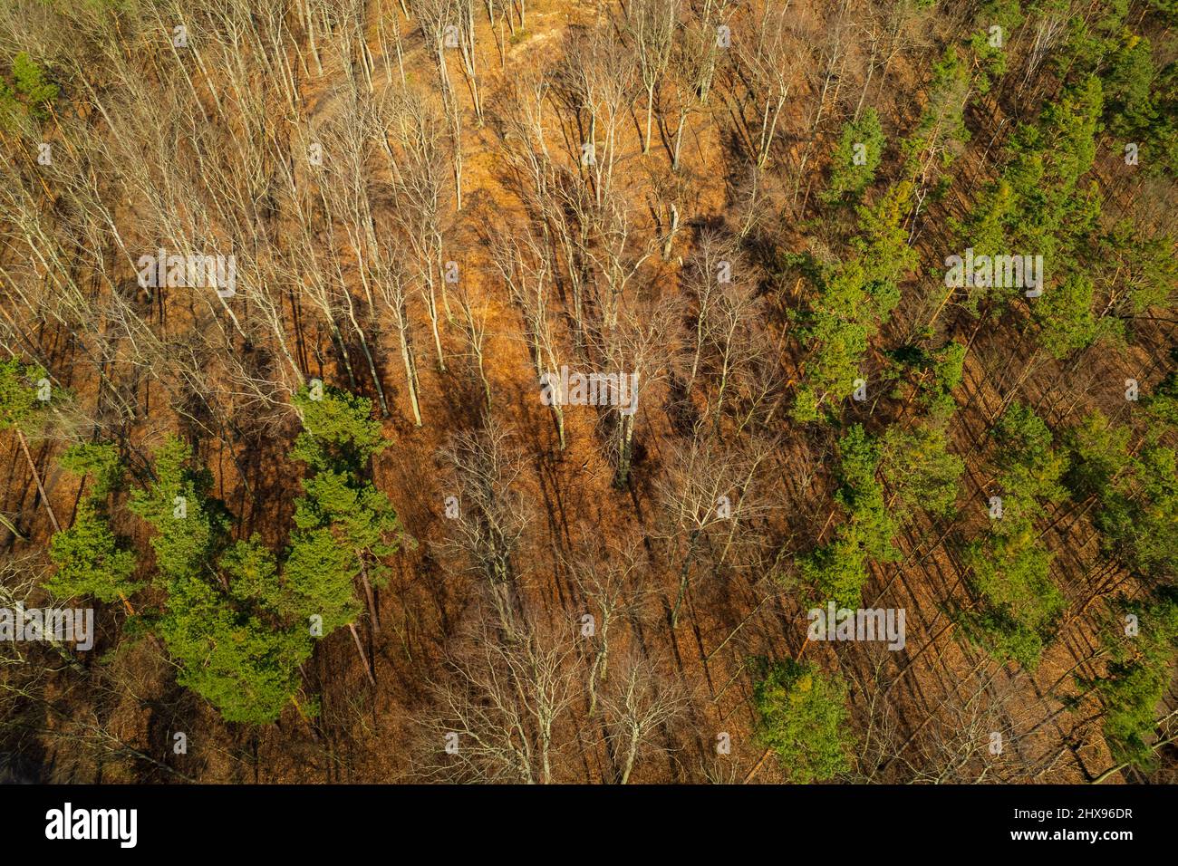 Dead forest from above hi-res stock photography and images - Alamy